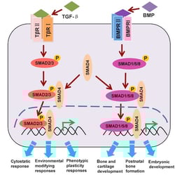 High-Throughput 3D Assays: Analysis of TGF-β Signaling